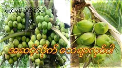 တစ်နှစ်မှာ သိန်း ၈၀ ဝင်ငွေရတဲ့ အုန်းပင် စိုက်နည်း