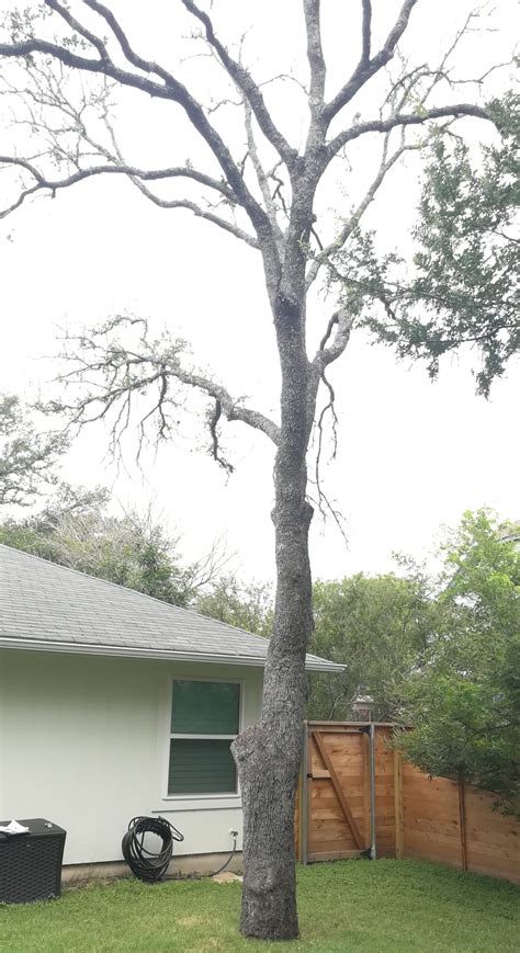 Tree And Large Limb Removal Albert S Tree Club