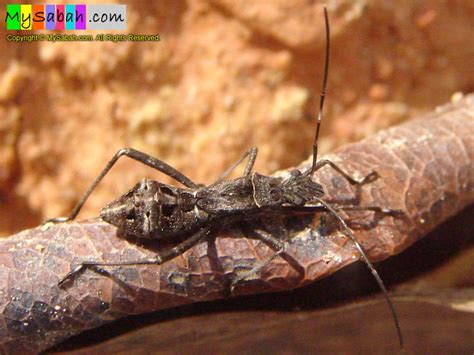 Ant Mimic Bug Ant Mimic Bug