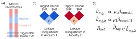 Toy Example Of How Differential LD By Local Ancestry Can Induce Download Scientific Diagram