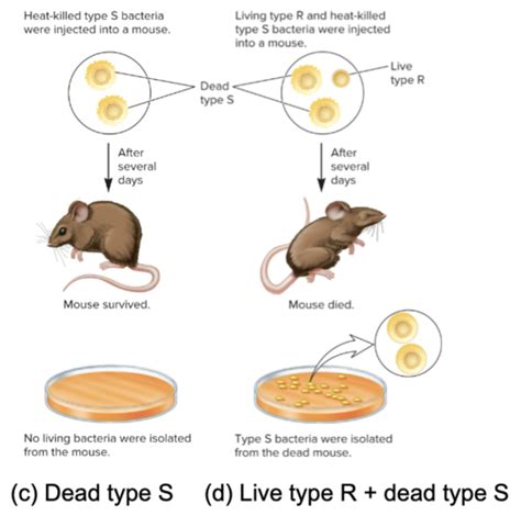 Genetics Exam Ii Flashcards Quizlet