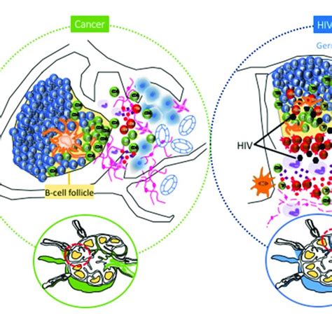Pdf Lymph Node Cellular Dynamics In Cancer And Hiv What Can We Learn