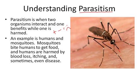 Parasitism Examples Of Animals