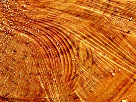 무료 이미지 나무 자연 숲 구조 목재 곡물 햇빛 조직 잎 시각 로그 선 부서진 닫기 자료 표면