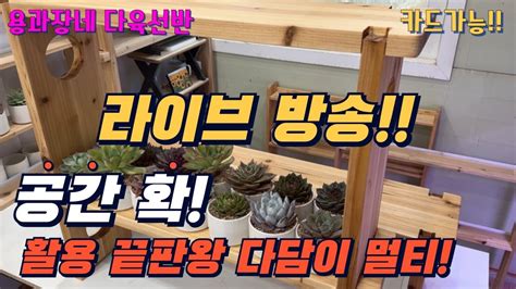 다육식물 키우기 끝판왕 🌱 다담이 멀티 특가 라이브 방송 Youtube