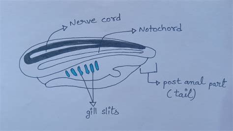 Phylum Chordata Diagram