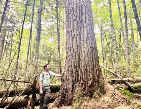 Eastern White Pine Tree