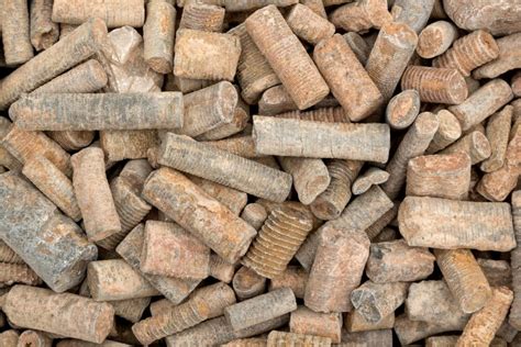 Crinoid Holdfasts And Loboliths Float ‘bulbs