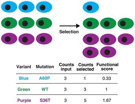Deep Mutational Scanning A New Style Of Protein Science Pmc