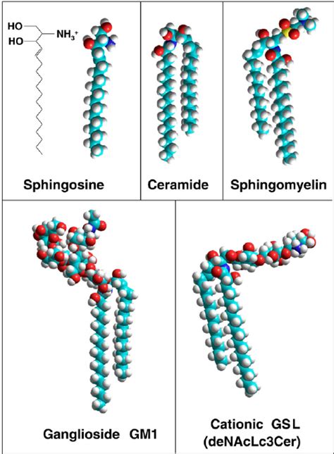 Diversity Of Sphingolipid Structures Chemical Structure Of Sphingosine