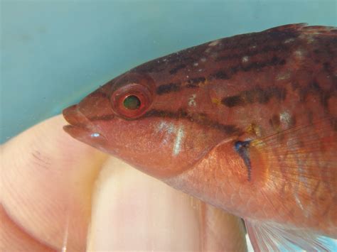 アカササノハベラ 2023 09 25 WEB魚図鑑