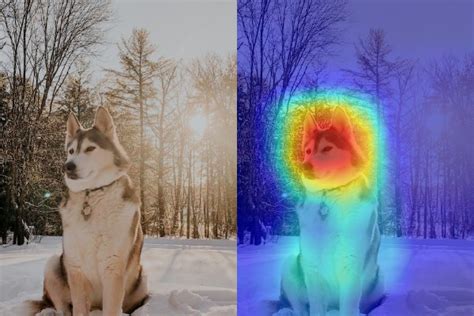 How To Explain Convnet Predictions Using Class Activation Maps Pinecone