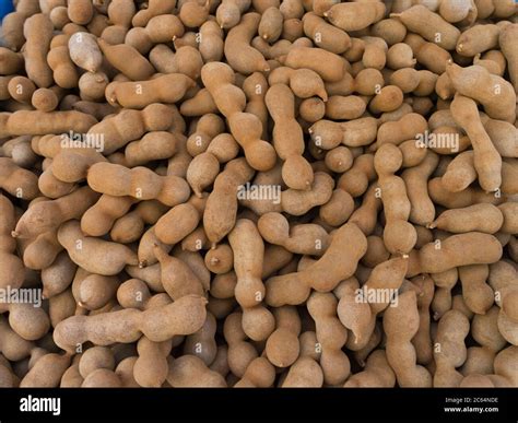 Dh Tamarind Seedpods Fruits Asia Tropical Fruit Pods Tamarindus Indica