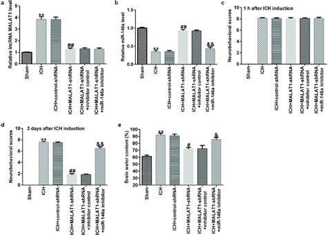 Inhibition Of Long Noncoding RNA MALAT Reduced Neurological Damage And Download Scientific