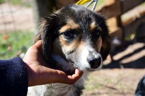 Understanding Rabies Early Detection Treatment And Transmission To