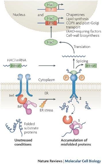 Effects Of Degradation Associated Polypropylene Particles In The Surrounding Tissue After