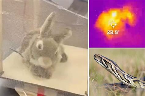 Florida Deploys Furry Robot Rabbits To Fight Invasive Burmese Python