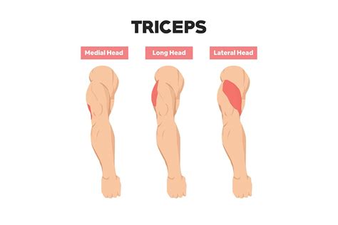 Exercises That Work All Three Heads Of The Tricep
