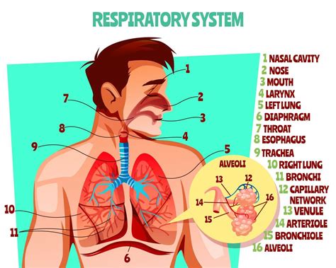 Human Respiratory System Diagram Organs