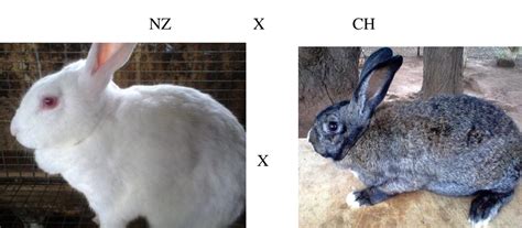 Figure 1 From The Effect Of A 3x3 Full Diallel Crossing On The Growth