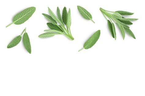 클리핑 경로와 전체 필드 깊이가 있는 흰색 배경에 격리된 신선한 세이지 허브 텍스트에 대한 복사 공간이 있는 최고 보기 플랫 레이 나뭇가지에 대한 스톡 사진 및 기타 이미지