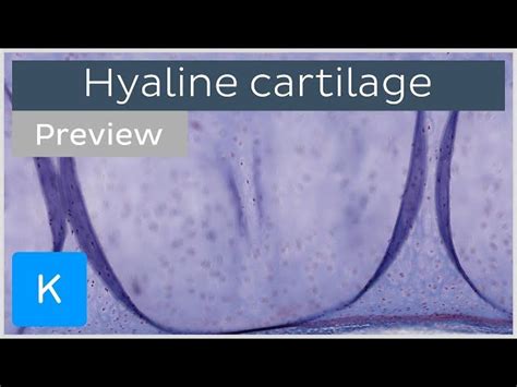 Hyaline Cartilage On Bones