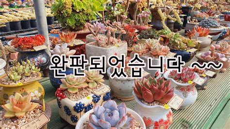 울산다육이사랑방💥매장이전으로💥40할인합니다🤩넘 착한가격에 깜놀🤩221019korean Succulents Plants 💖 Youtube
