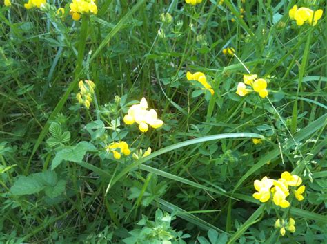 Quelle Est Cette Fleur 9