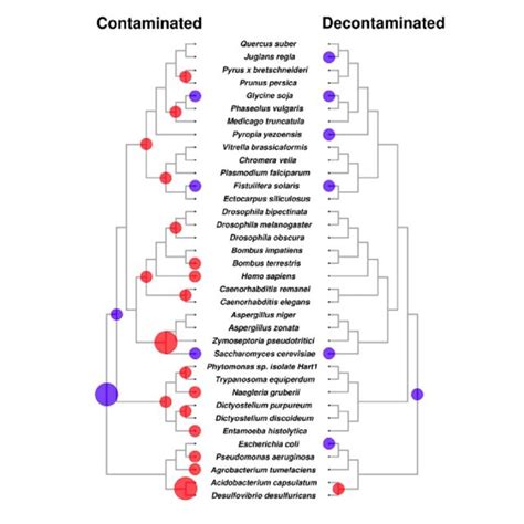 Bias Of Contamination Introduced To Gene Loss Gene Gain Inference Download Scientific Diagram