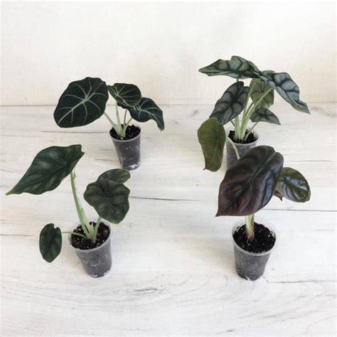 Алоказия Блэк Вельвет, Сильвер Дрэгон, Амазоника – купить в Москве ...