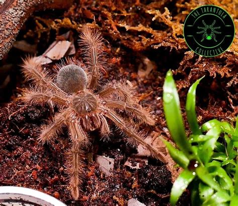 Goliath Birdeater Tarantula Theraphosa Blondi Stirmi Care — The