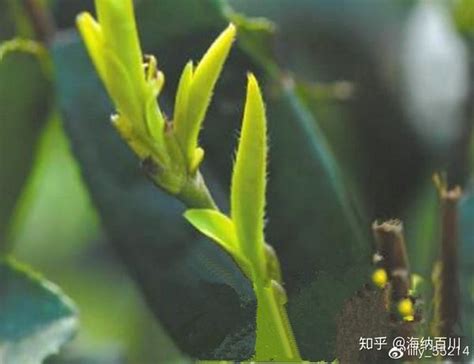 探寻普洱茶的起源 茶出银生城界诸山 知乎