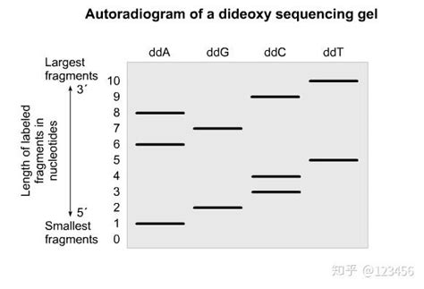 测序仪原理 基因组学的起点——一代测序（sanger Sequencing） 知乎