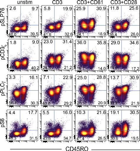 Complementary Costimulation Of Human T Cell Subpopulations By Cluster Of Differentiation 28
