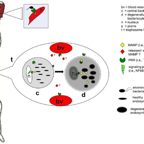 Model Of Host Symbiont Interactions Between Pattern Recognition