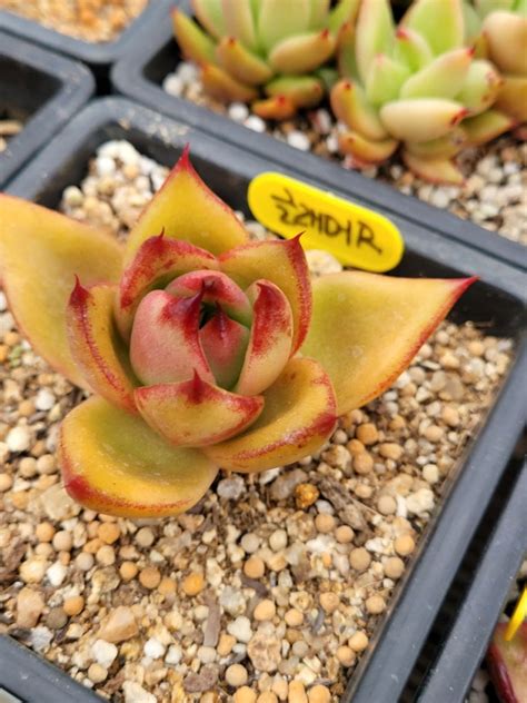 다육이화분 분갈이 해주고 다육이 선물받았어요 다육식물분갈이 다육이화분갈이 네이버 블로그