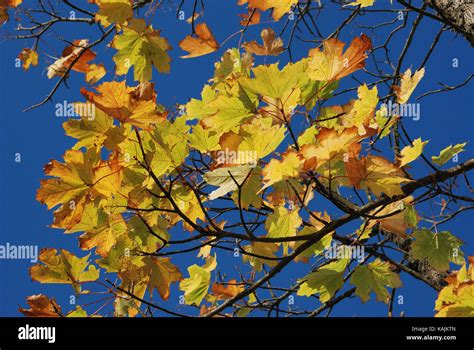 Tree In Autumn Colours Stock Photo Alamy
