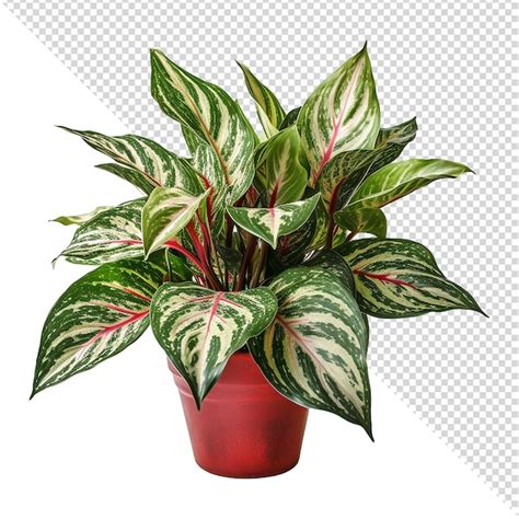 Растение Aglaonema изолировано на прозрачном фоне Png Премиум Psd Файл