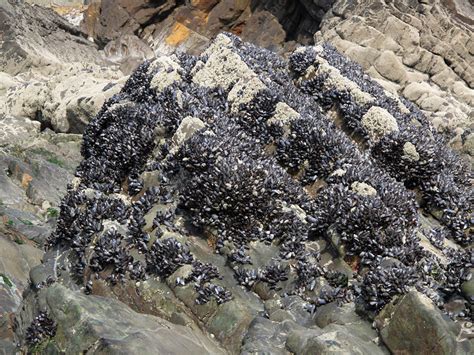 Blue Mussels Mytilus Edulis Stock Image C0250907 Science Photo Library