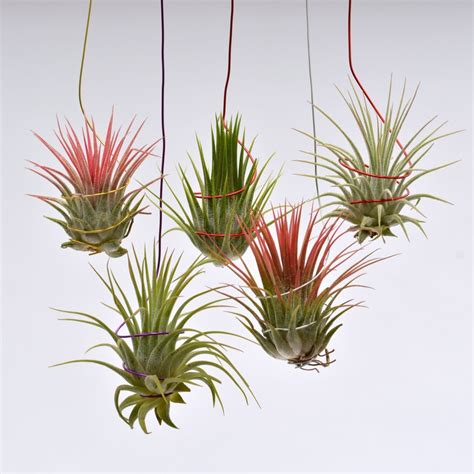Tillandsia Ionantha On Colored Wire Plantologyusa Indoor Plants