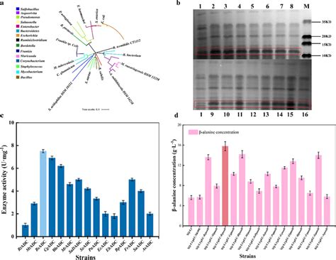 Selecting The Best L Aspartate α Decarboxylase For Producing β Alanine
