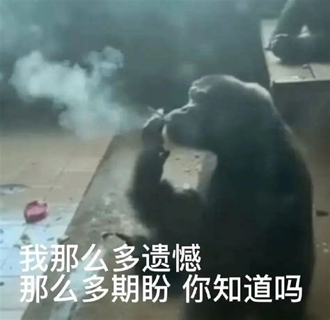 吗喽表情包猴子表情包高清无水印 知乎