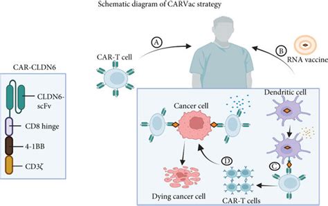 Targeting The Lymph Node With Mrna Based Vaccine A Car T Cell