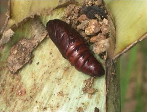 Tnau Agritech Portal Crop Protection