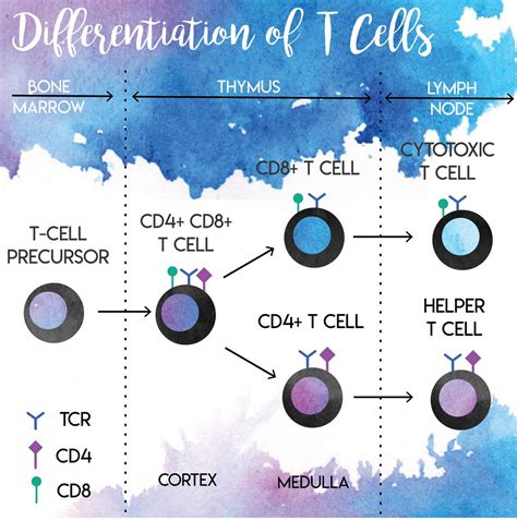 Differentiation Of T Cells Artofit