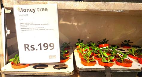 How Ikea Got You Covered With Money Tree 🌳 😉 Azharuddin M K Posted On