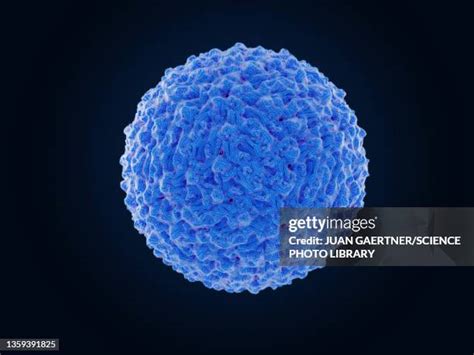 Dengue Virus Structure Photos And Premium High Res Pictures Getty Images