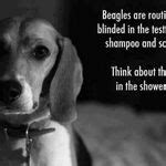 Beagle Freedom Project Beaglefreedom On Pinterest