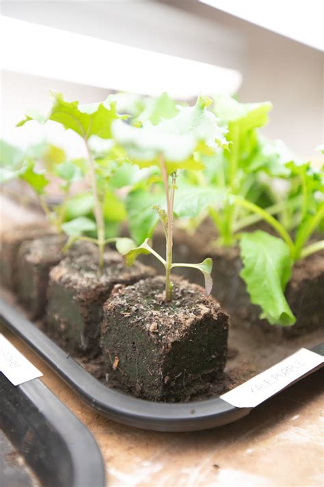 Soil Block Recipe And How To Lady Lees Home