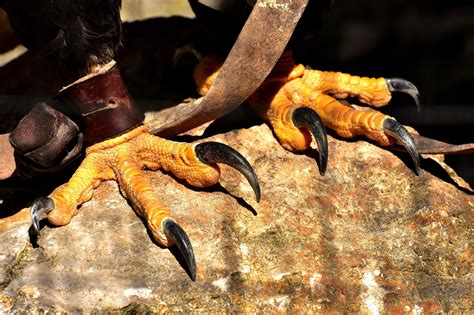 Eagle Bald Feet Free Photo On Pixabay